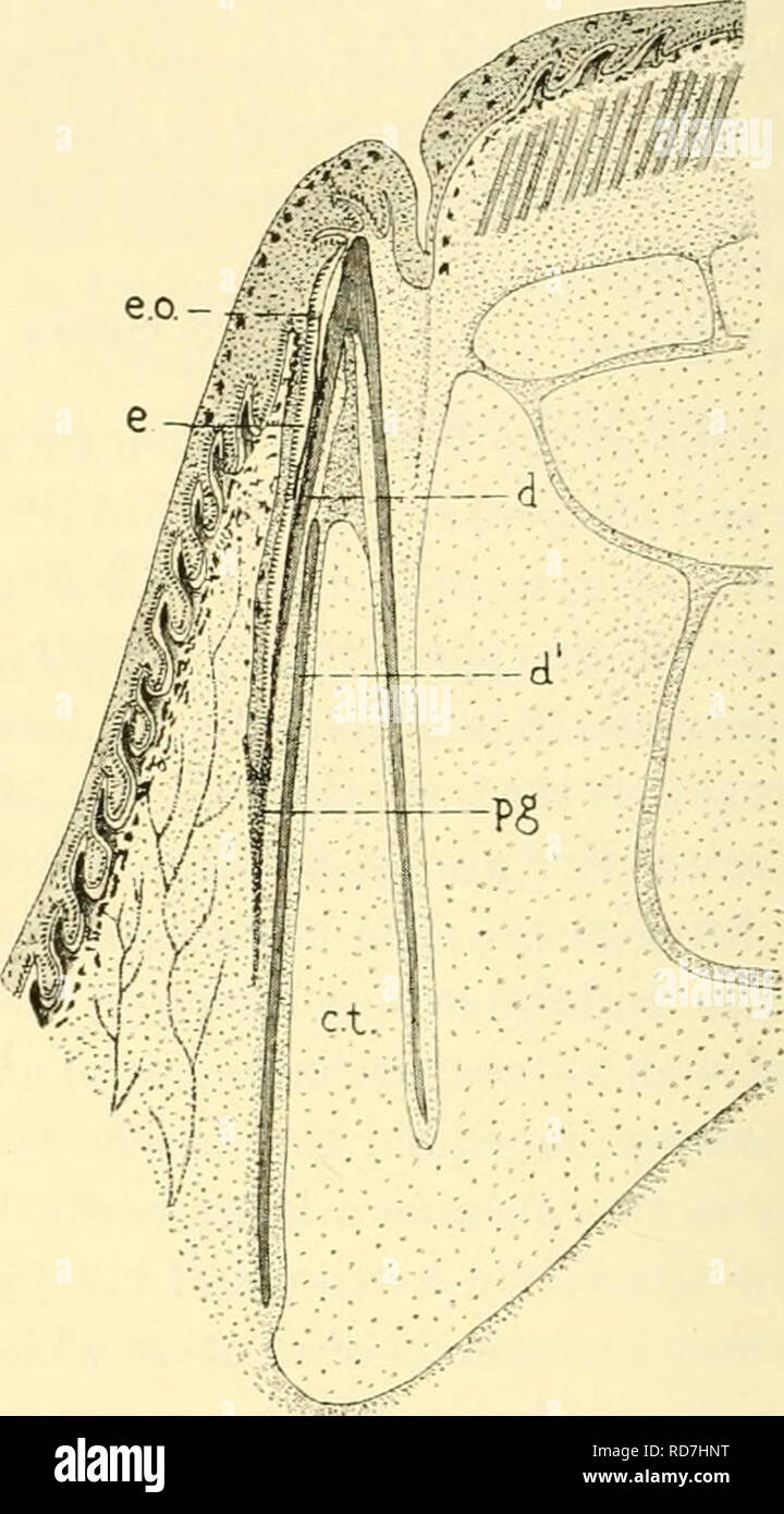 . The elasmobranch fishes. Chondrichthyes. A. Young stage B. Older ...