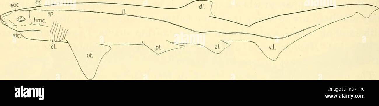 Modified pelvic fins hi-res stock photography and images - Alamy