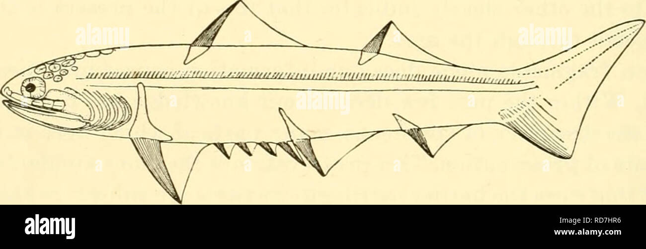 . The elasmobranch fishes. Chondrichthyes. Fig. 10. Cladoselachus ...