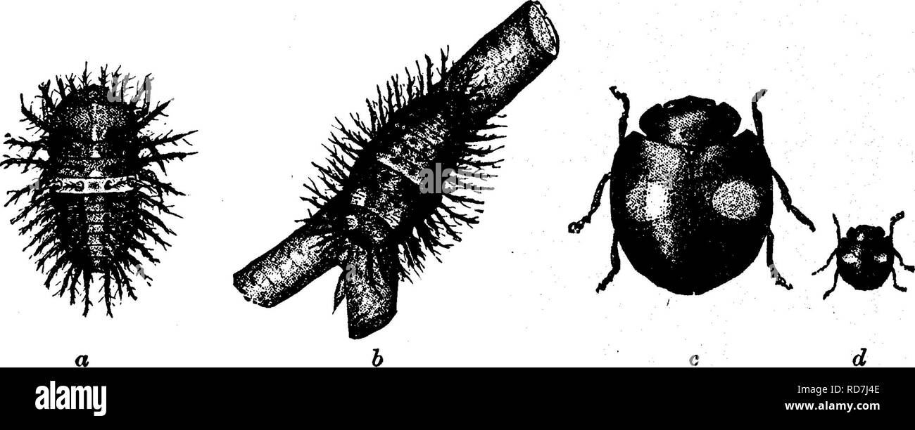 Long armed beetle Black and White Stock Photos & Images - Alamy