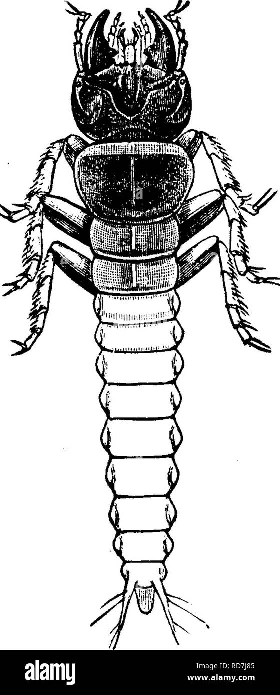 Forst insects Black and White Stock Photos & Images - Alamy