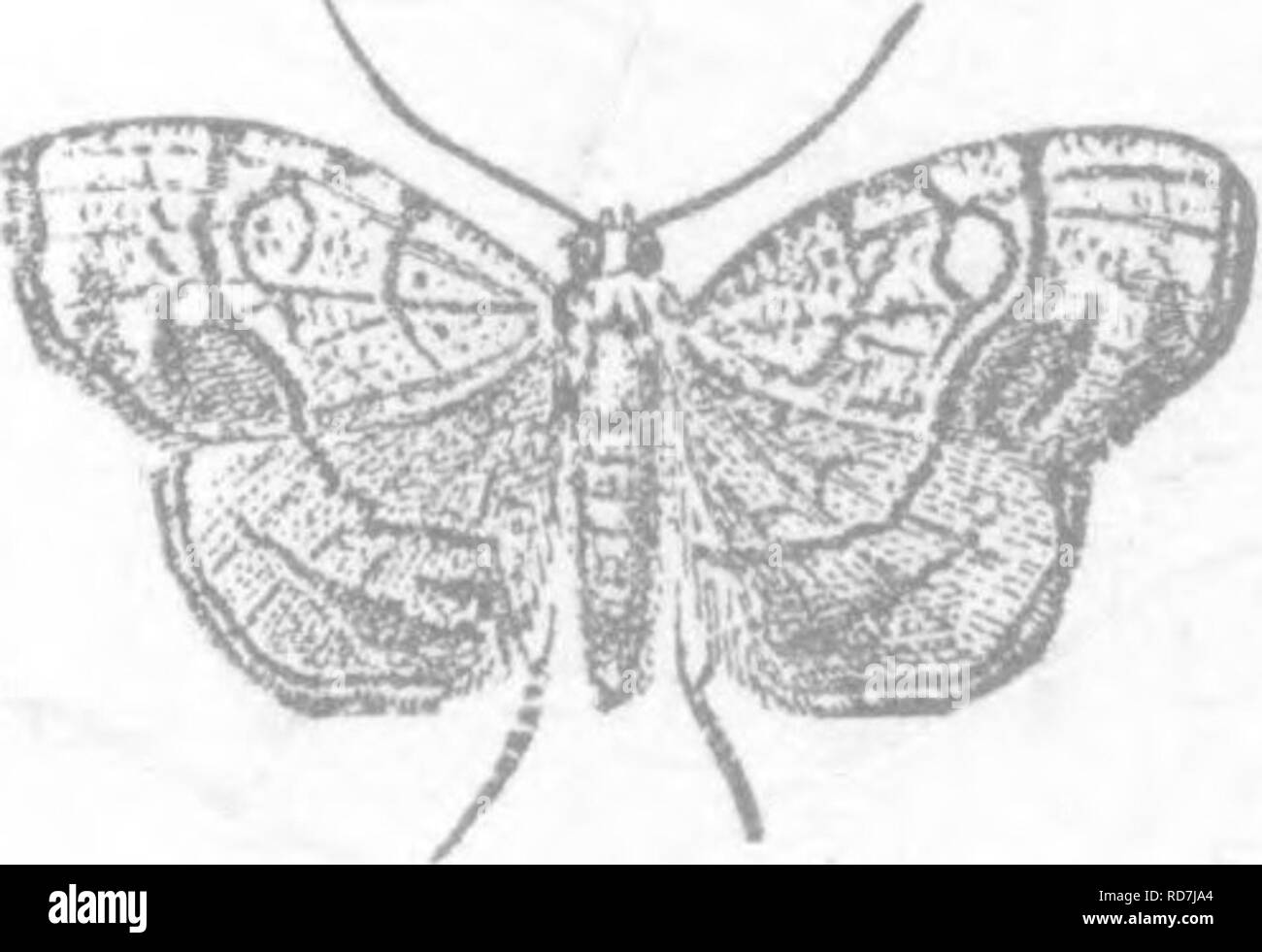 Pale lines on wings Cut Out Stock Images & Pictures - Alamy