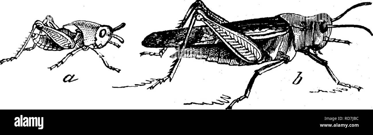 . Insects injurious to fruits. Illustrated with four hundred and forty ...