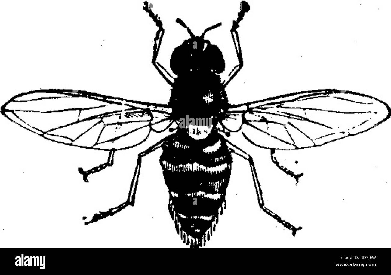 Yellow hatch Black and White Stock Photos & Images - Alamy