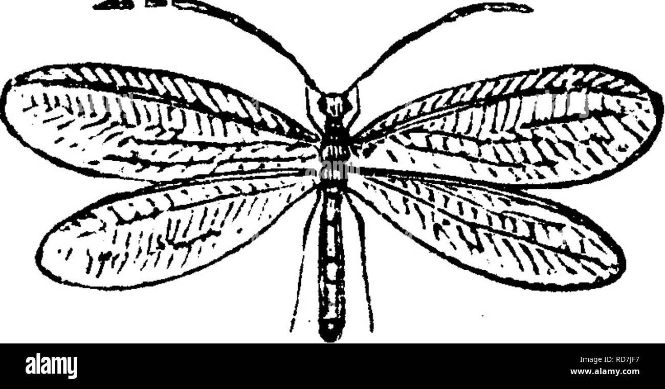 Roaming insects Black and White Stock Photos & Images - Alamy