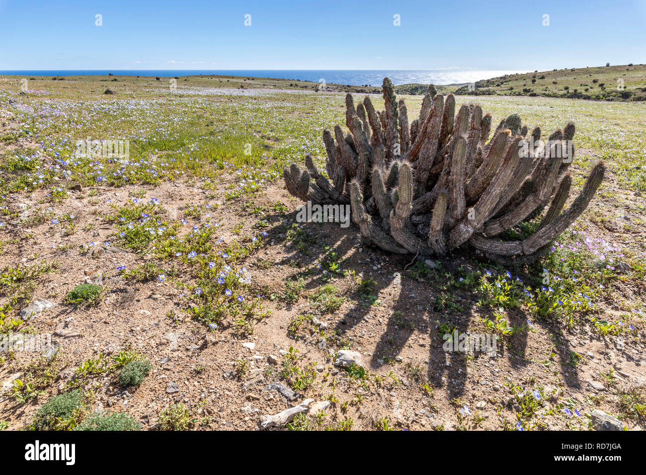 Desert flower seeds hi-res stock photography and images - Alamy