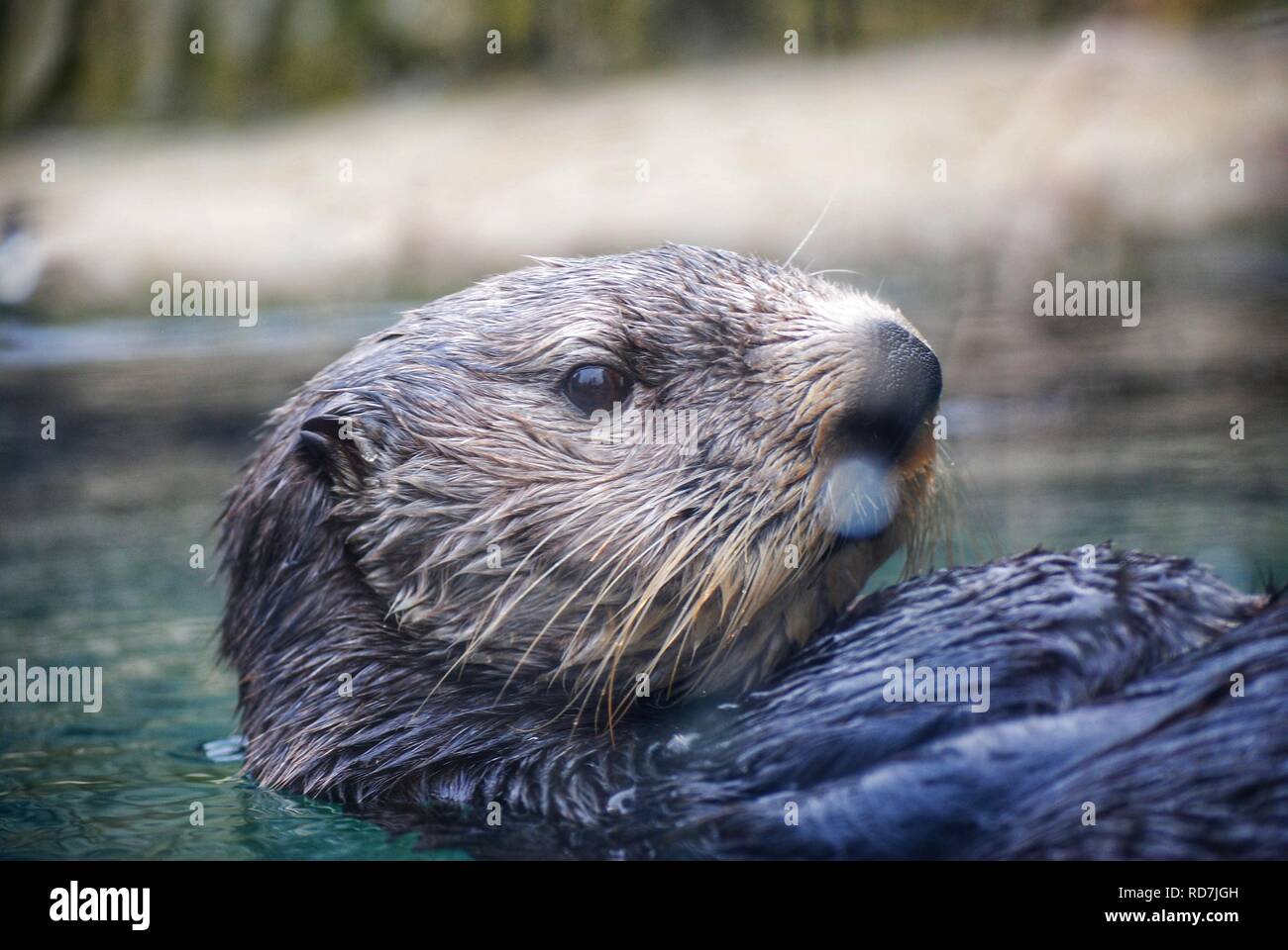 Baby sea otter cute hi-res stock photography and images - Alamy