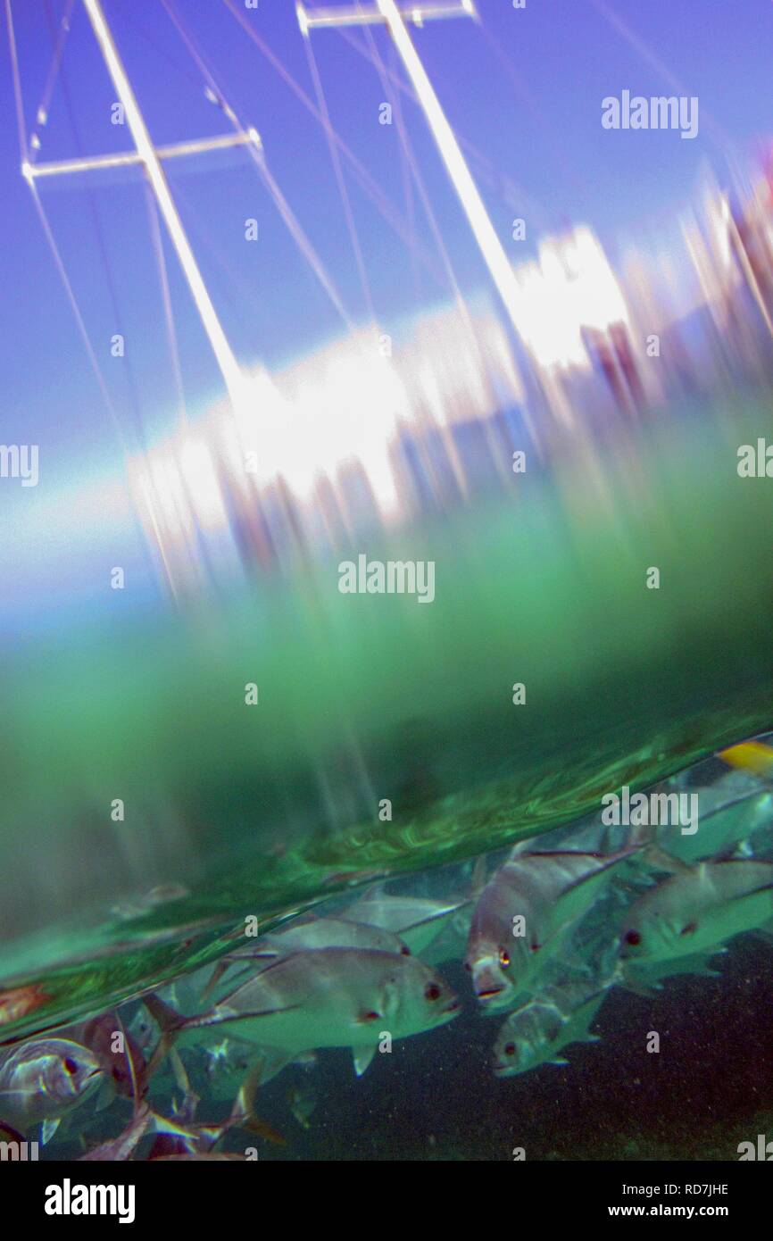 An underwater view of fish swimming while above the water a boat floats ...