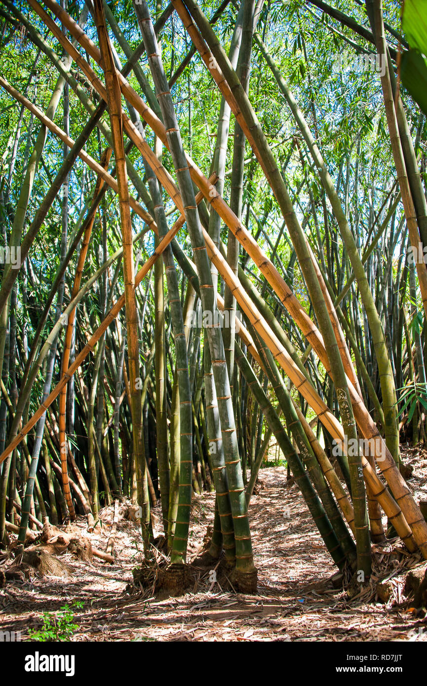Giant or Dragon Bamboo (Dendrocalamus giganteus) - Kandy, Sri Lanka ...