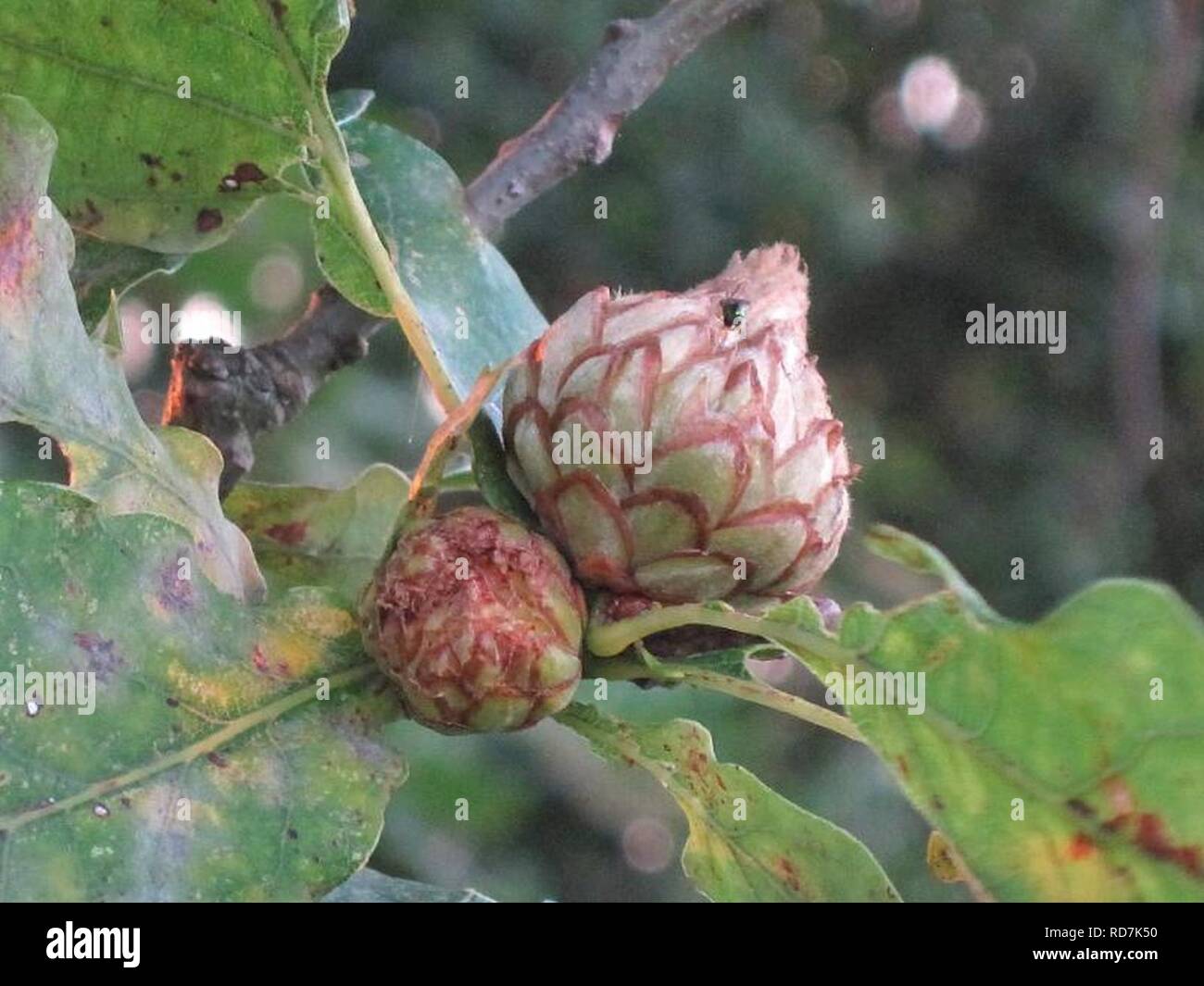 Andricus foecundatrix hi-res stock photography and images - Alamy