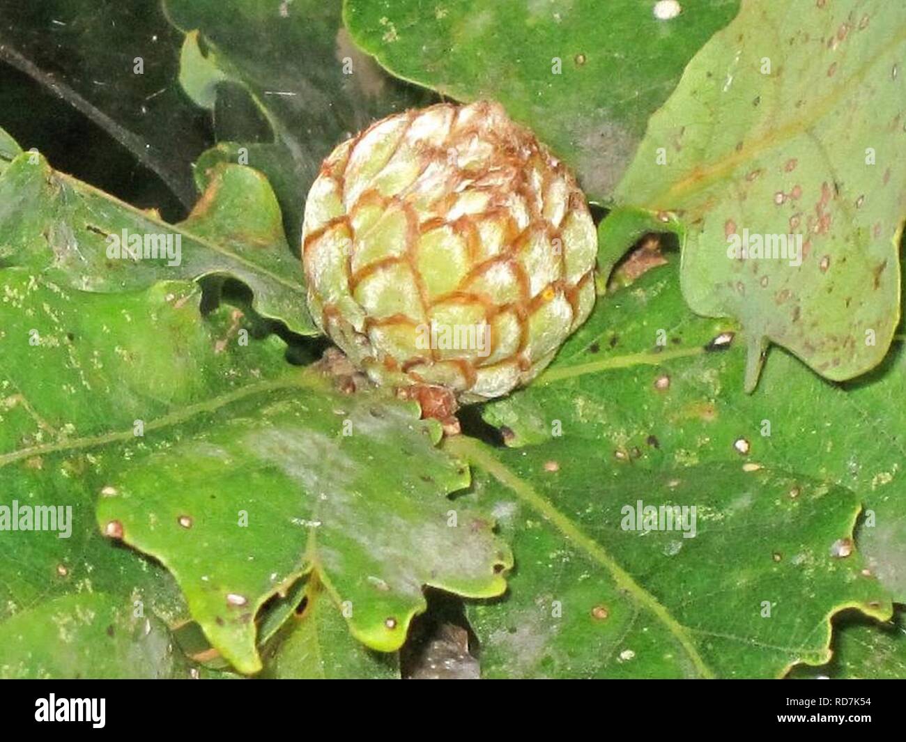 Andricus foecundatrix hi-res stock photography and images - Alamy