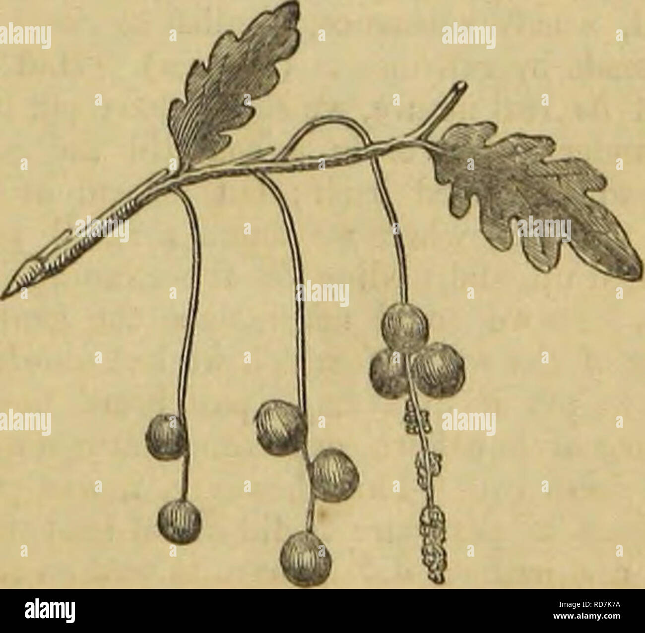 . Insect architecture. Insects. GALL-FLIES. 387 tremity, and sometimes ...