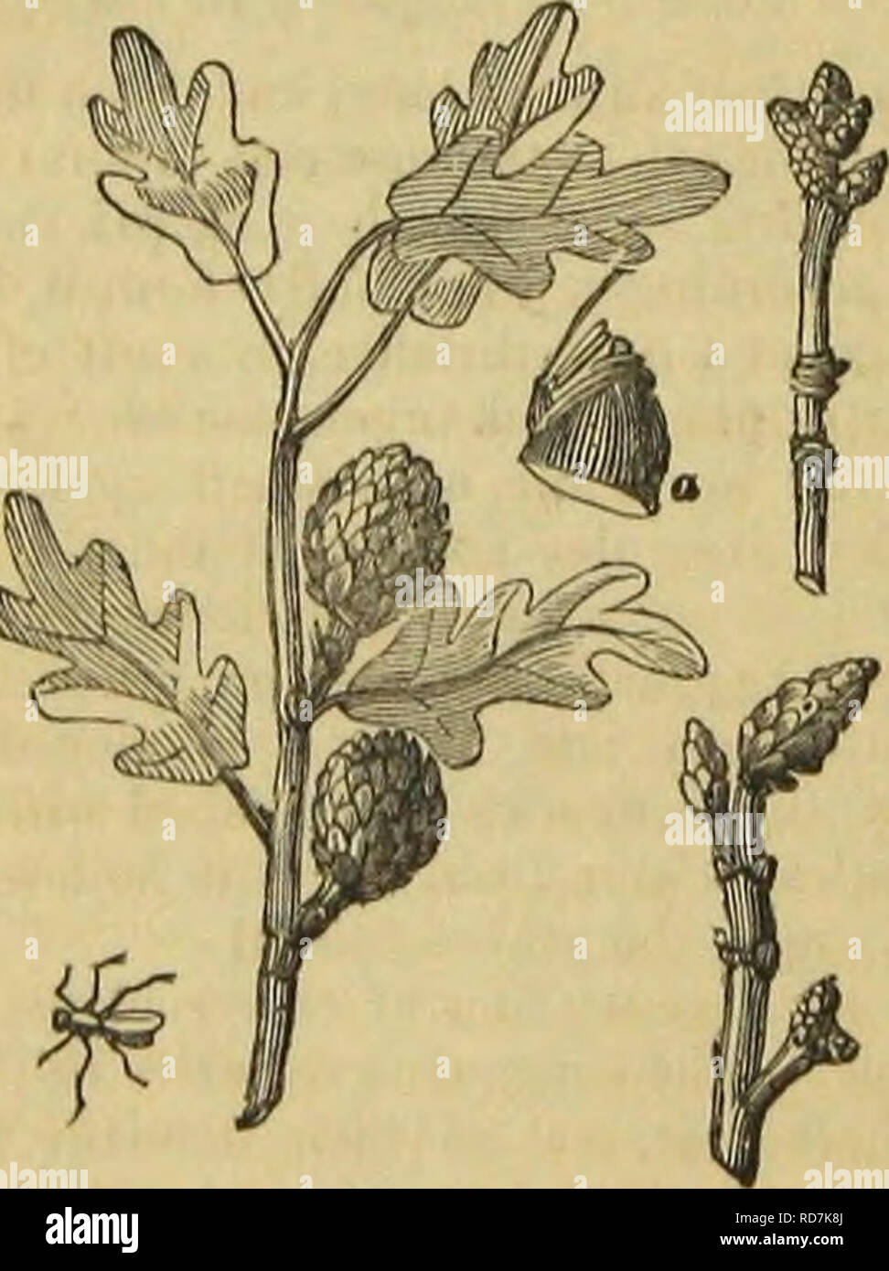 . Insect architecture. Insects. 378 INSECT ARCHITECTURE. through the ...