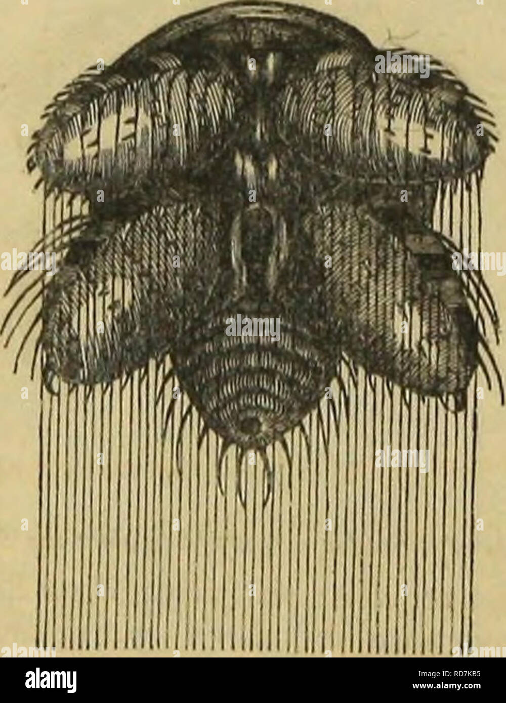 . Insect architecture. Insects. 338 INSECT ARCHITECTURE. It is well ...