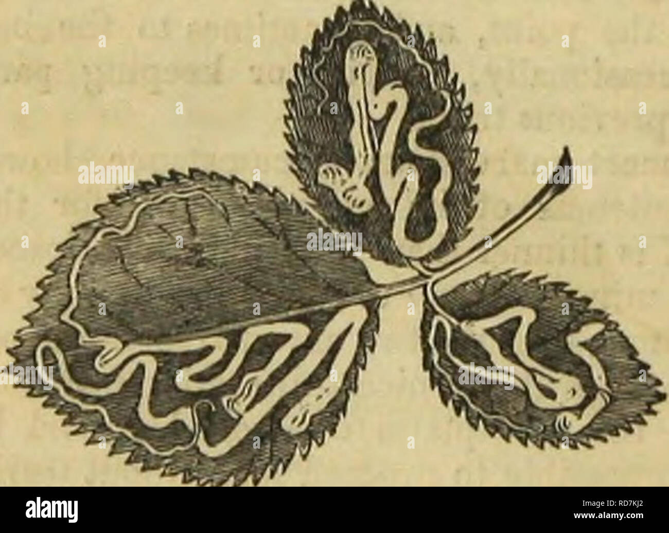 Newly hatched moth hi-res stock photography and images - Alamy