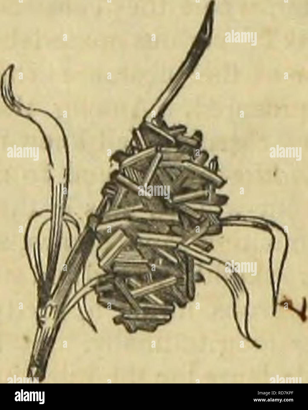 . Insect architecture. Insects. INSECT ARCHITECTURE. whole by adding a ...