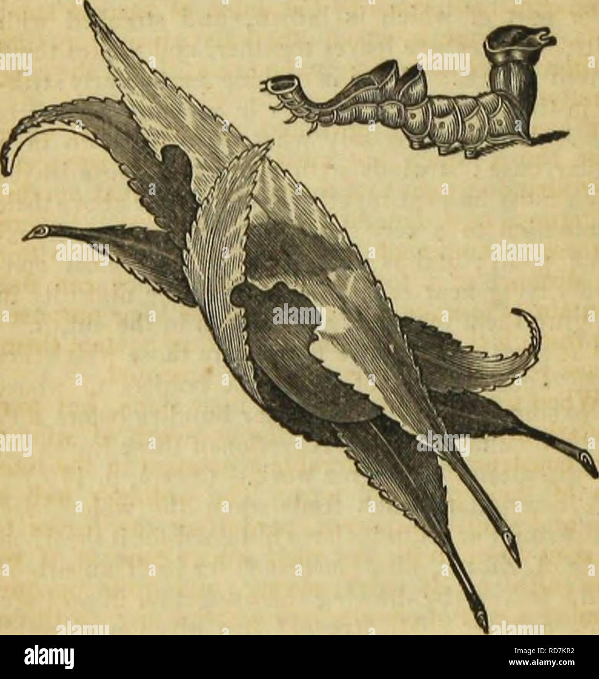 . Insect architecture. Insects. 1?2 INSECT ARCHITECTURE. ville ...