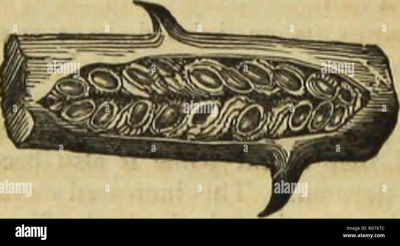 . Insect architecture. Insects. 158 INSECT ARCHITECTURE. preceding, she ...