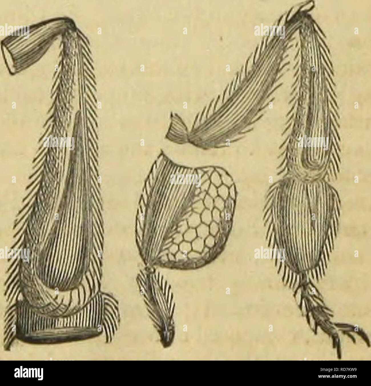 . Insect architecture. Insects. HO INSECT ARCHITECTURE. detached it ...