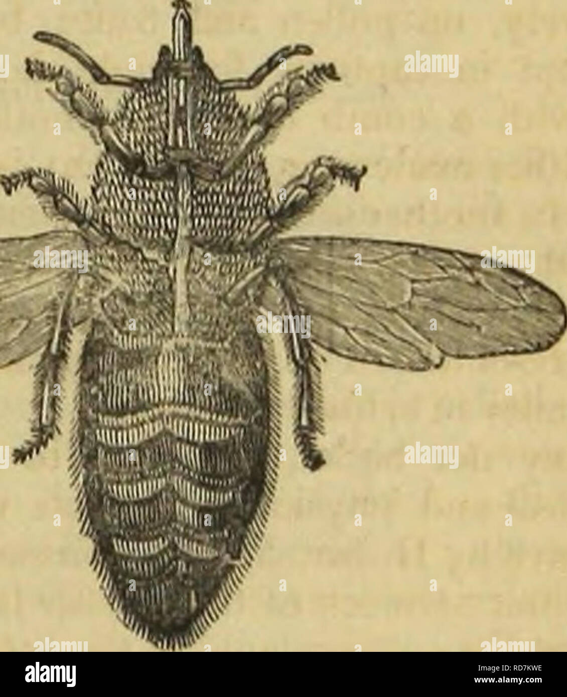 . Insect architecture. Insects. H1VK-BEES. 103 naturalists. Huber ...