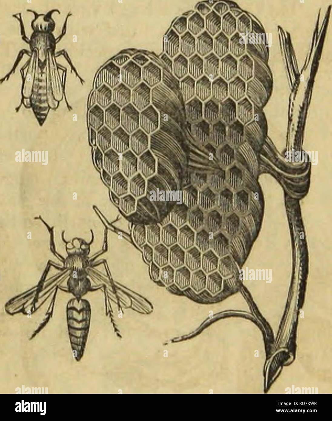 Social Wasp Identification