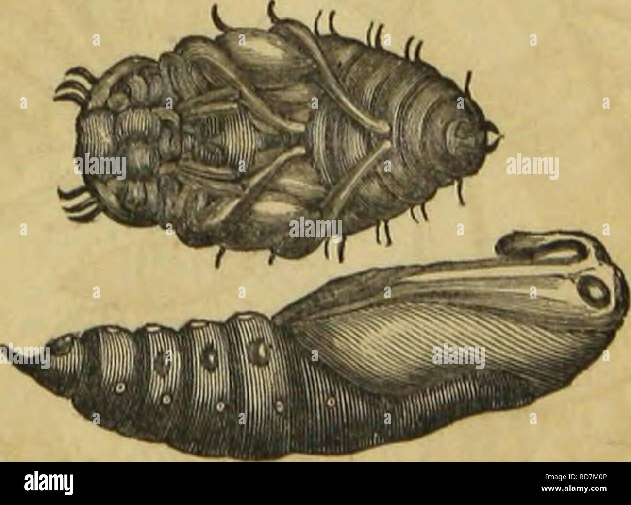 . Insect architecture. Insects. INTRODUCTION 21 the maggot of the blow ...