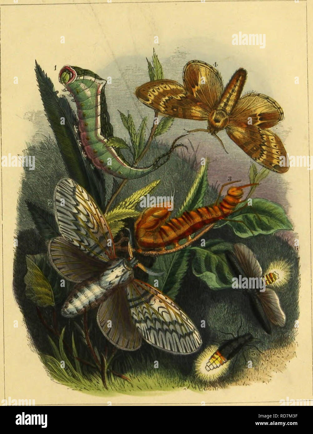 . The butterfly vivarium; or, Insect home: being an account of a new ...