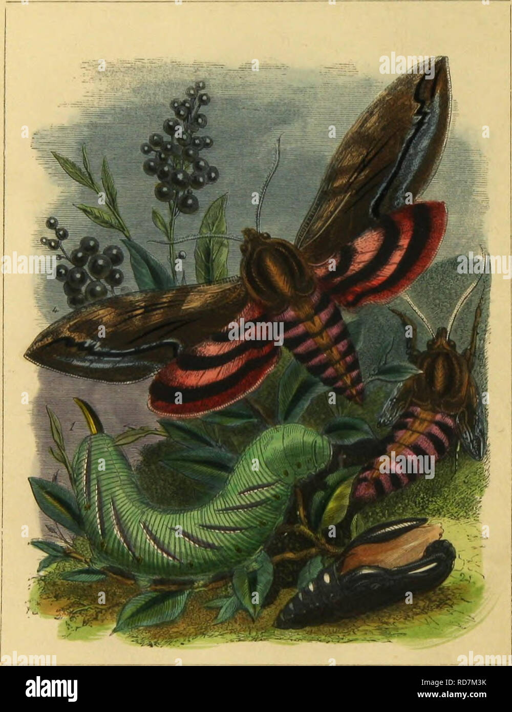 . The butterfly vivarium; or, Insect home: being an account of a new ...