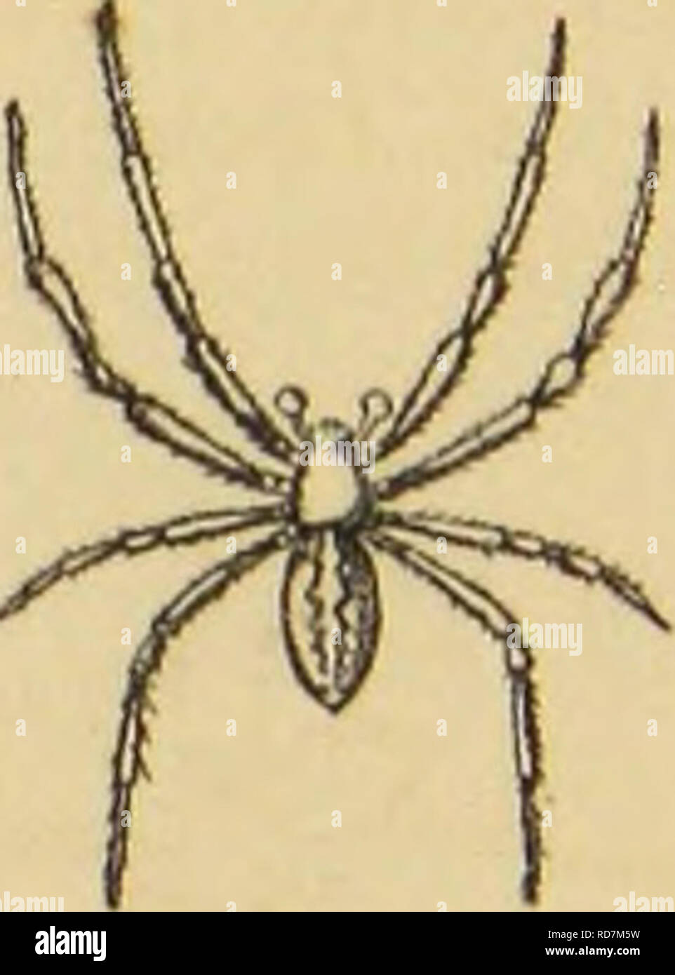 . American spiders and their spinning work. A natural history of the ...