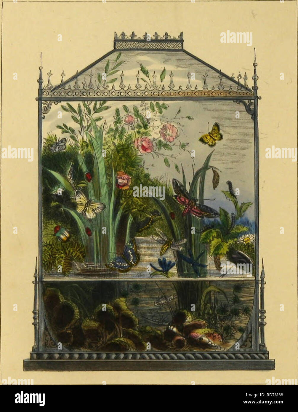 . The butterfly vivarium; or, Insect home: being an account of a new ...