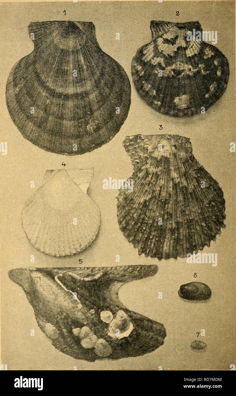 Chlamys islandicus hi-res stock photography and images - Alamy