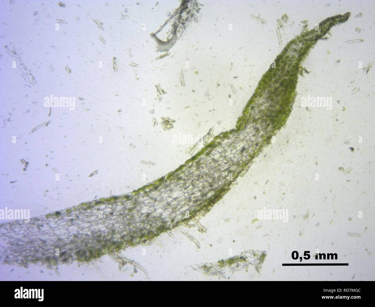 Aneura pinguis (e, 144729-474811) 0877 Stock Photo - Alamy