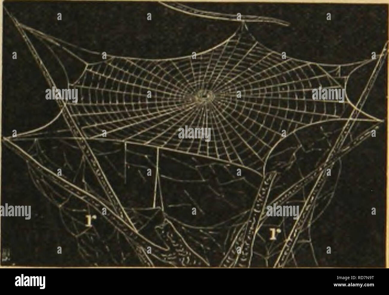 Various snares hi-res stock photography and images - Alamy