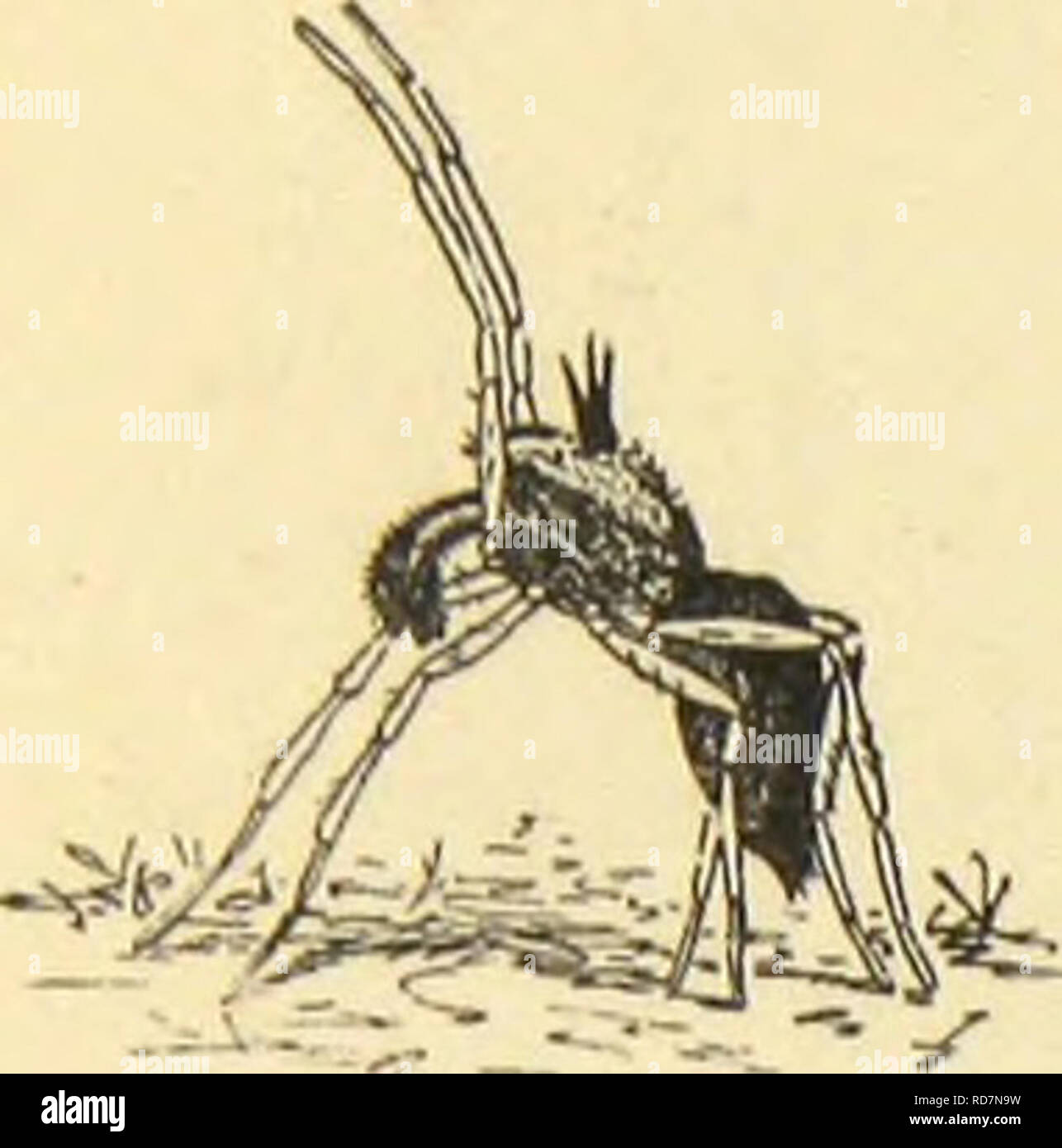 . American spiders and their spinning work. A natural history of the ...
