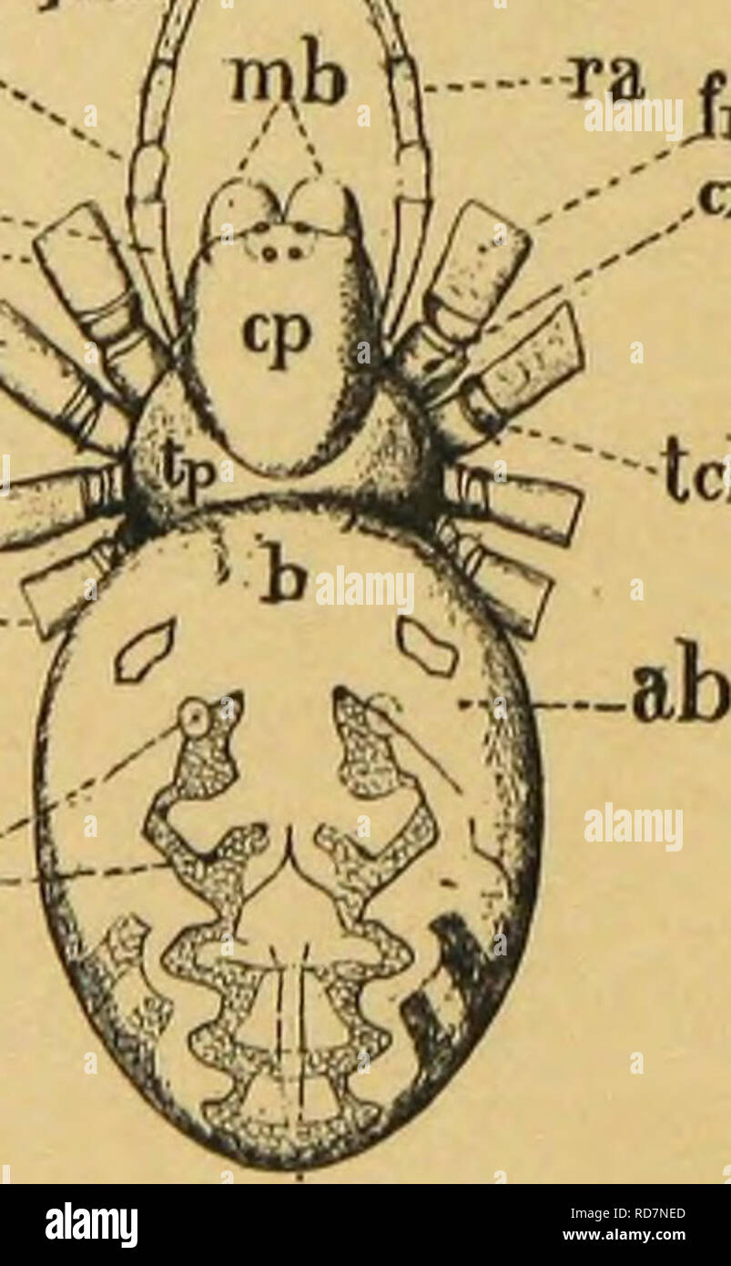 . American spiders and their spinning work. A natural history of the ...
