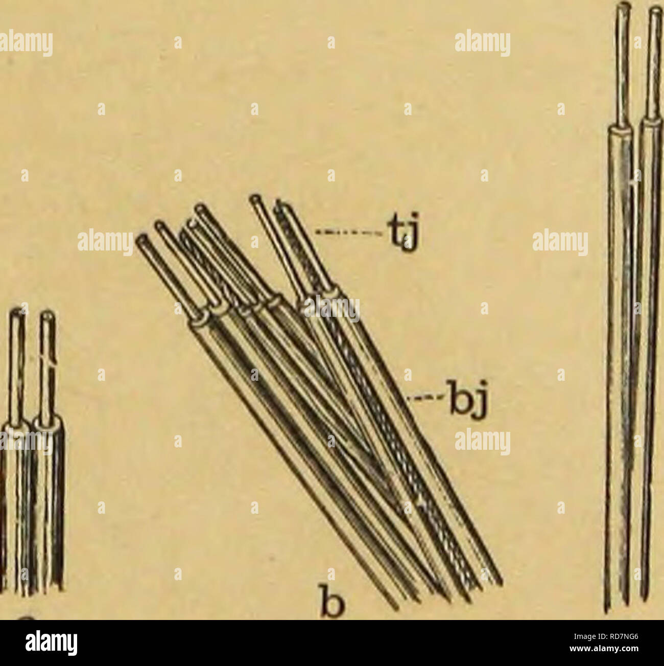. American spiders and their spinning work. A natural history of the ...