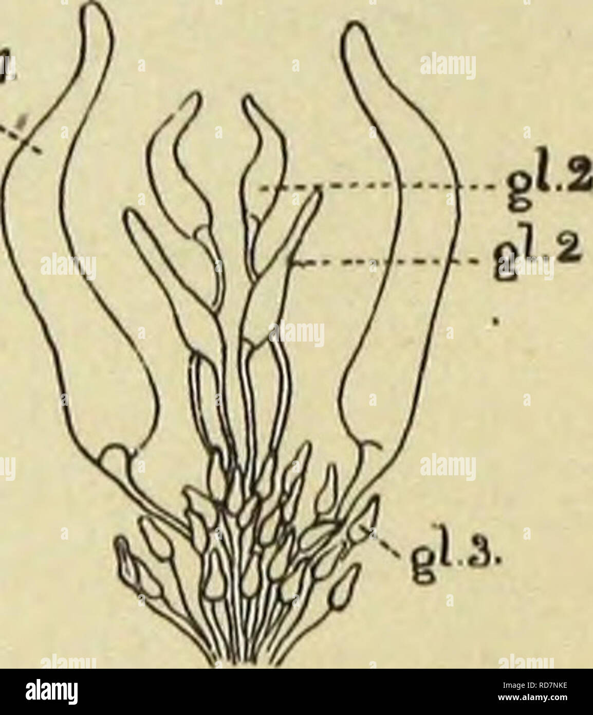 . American spiders and their spinning work. A natural history of the ...