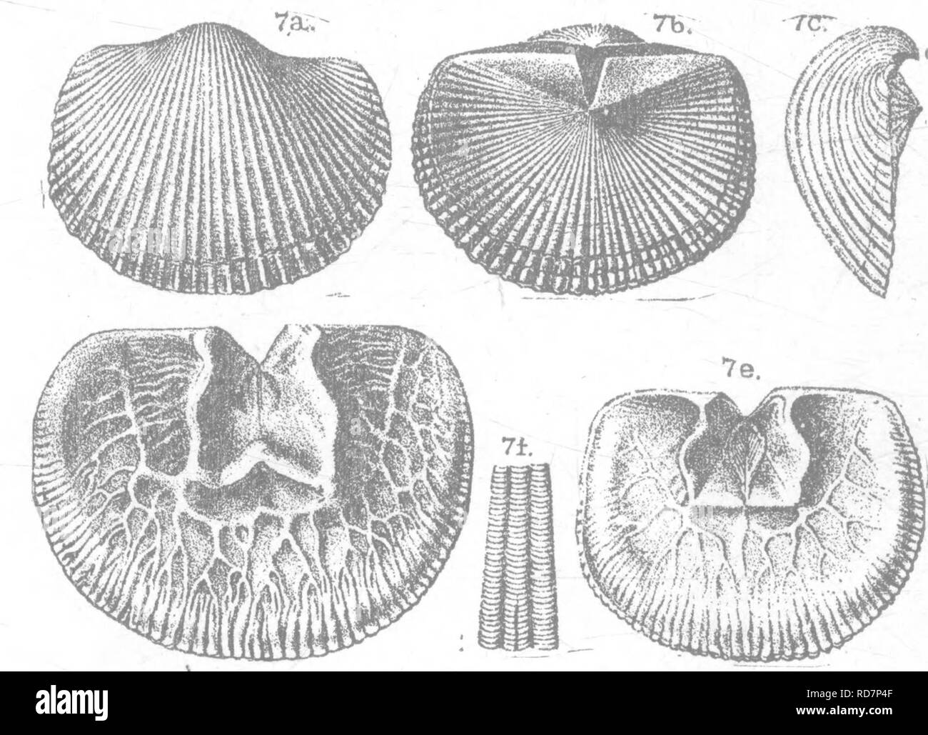Fossils show Cut Out Stock Images & Pictures - Alamy