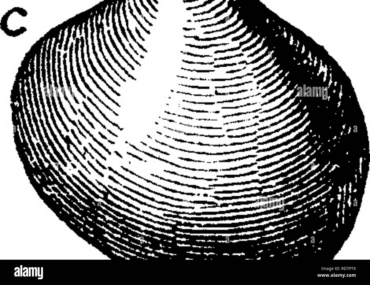 Pennsylvania shell Black and White Stock Photos & Images - Alamy