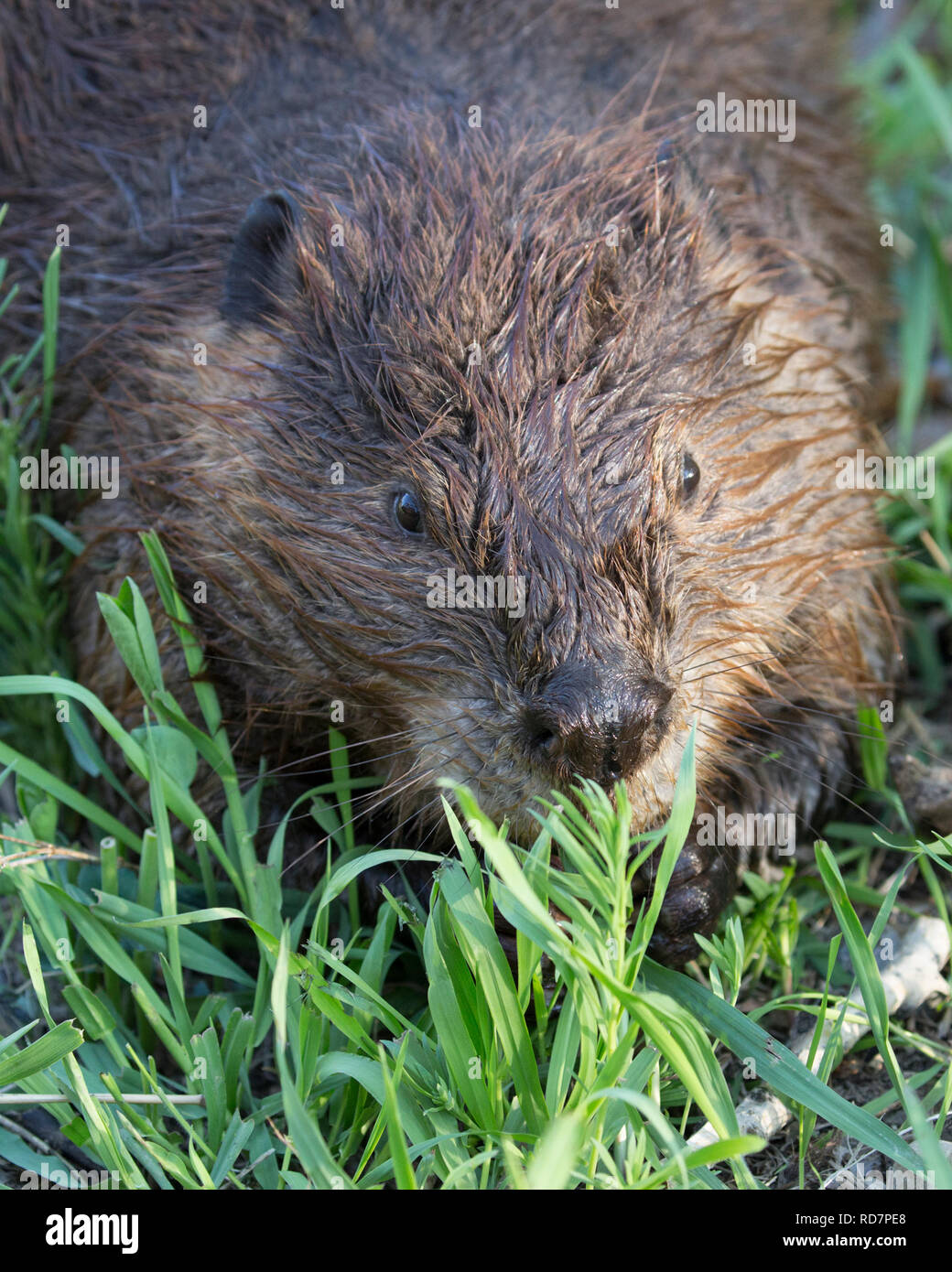 Canada prairies vegetation grass hi-res stock photography and images ...