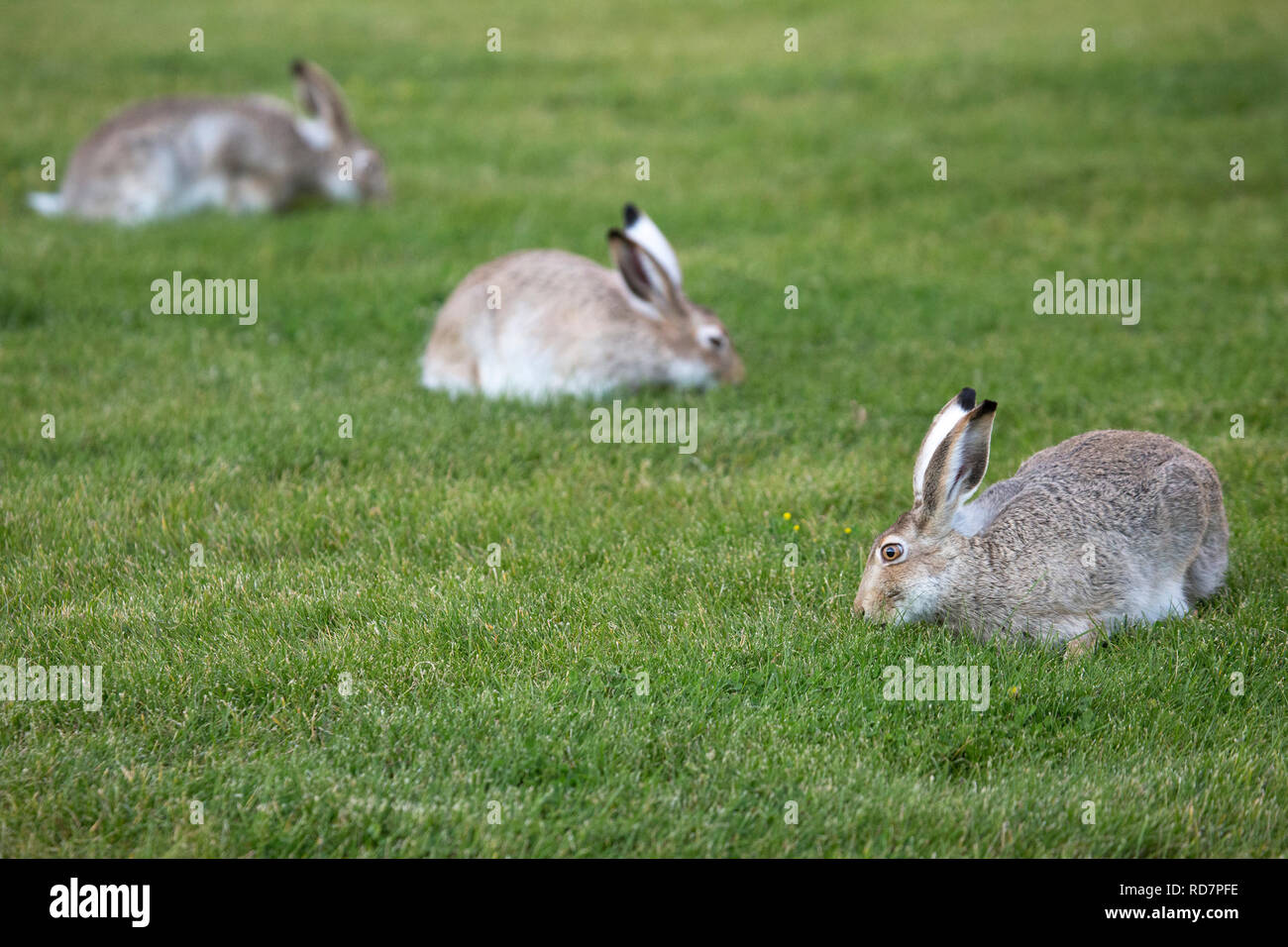 Jack rabbits hi-res stock photography and images - Alamy