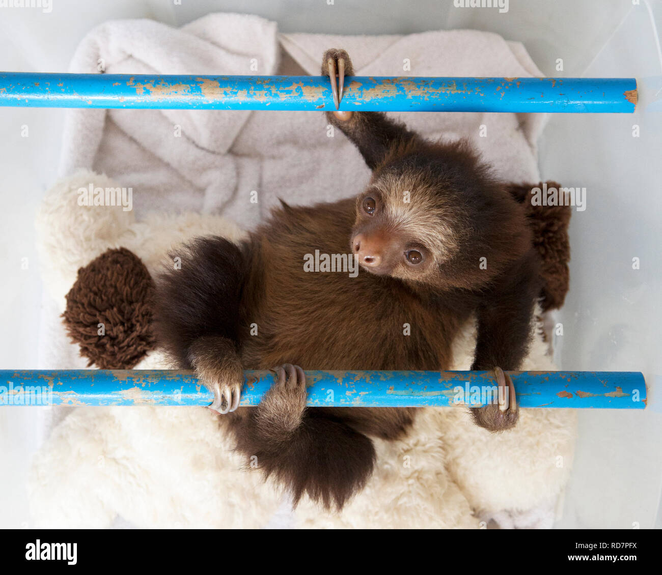Orphan Hoffmann's Two-toed Sloth baby (Choloepus hoffmanni) play time ...