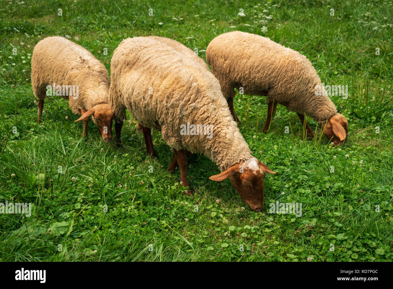 The historic Hale Farm Village in Ohio's only National Park, Cuyahoga ...