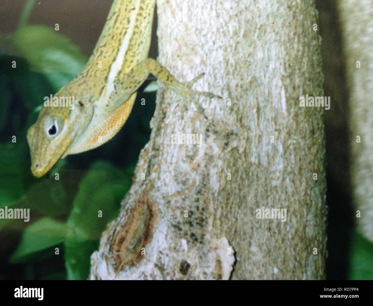 Anolis gingivinus dewlap on trunk Stock Photo - Alamy