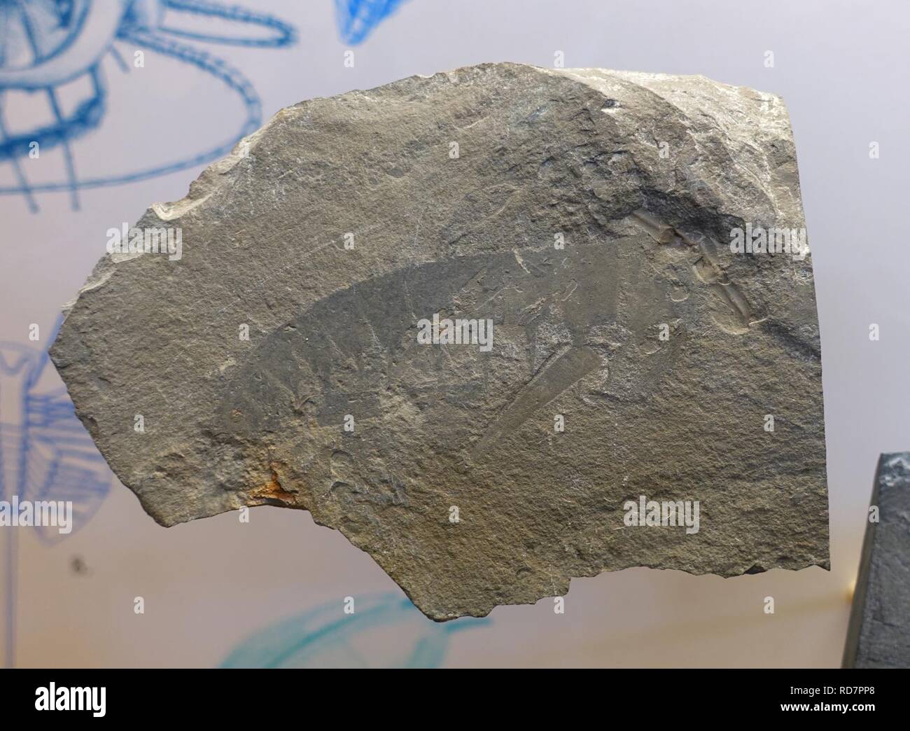 Burgess shale hi-res stock photography and images - Alamy