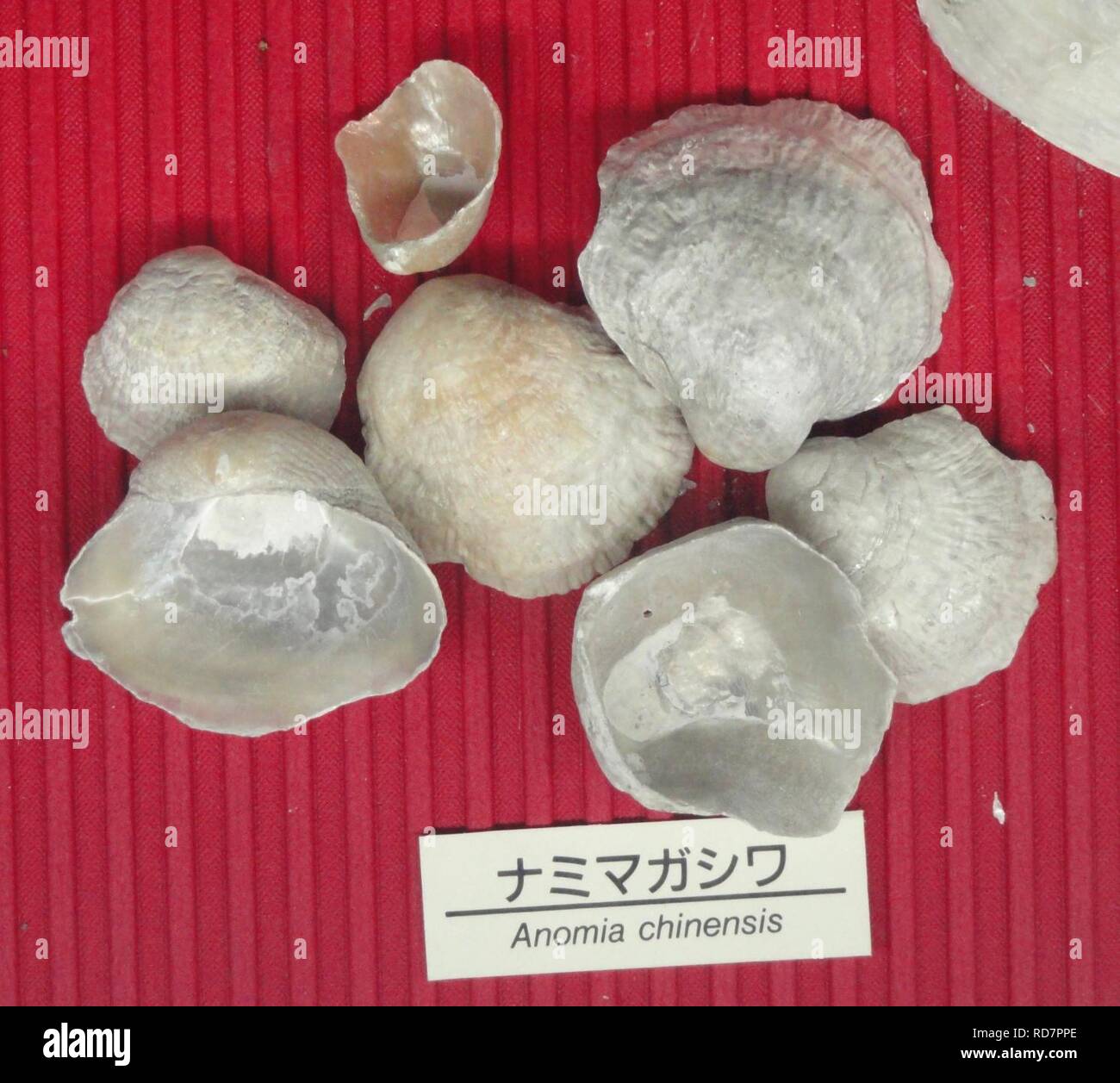 Anomia hi-res stock photography and images - Alamy