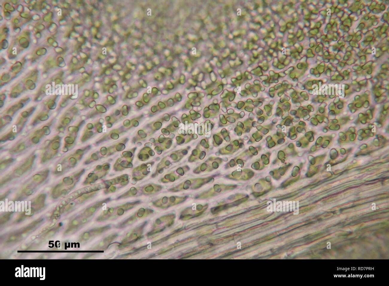 Anomodon attenuatus hi-res stock photography and images - Alamy