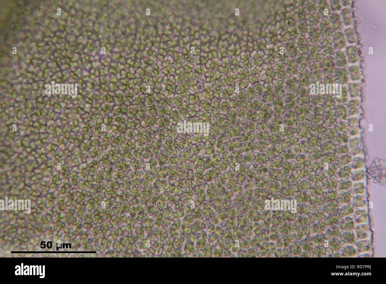 Anomodon attenuatus hi-res stock photography and images - Alamy