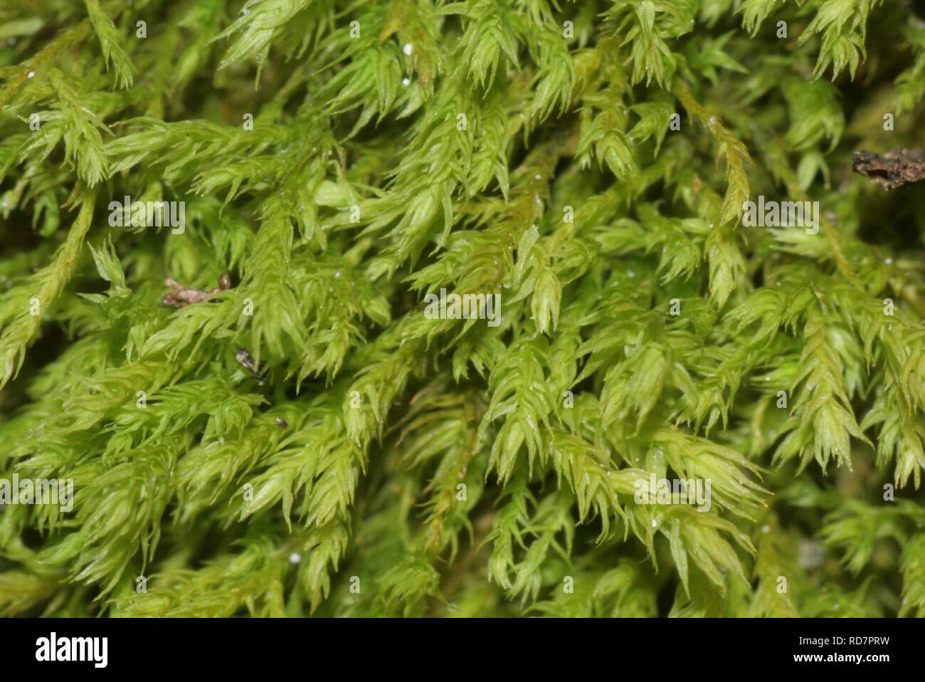 Anomodon longifolius hi-res stock photography and images - Alamy
