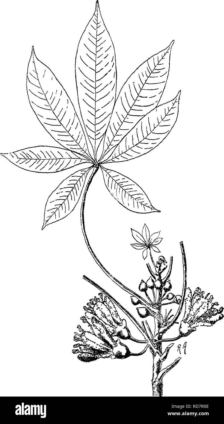 Digitate leaves Cut Out Stock Images & Pictures - Alamy